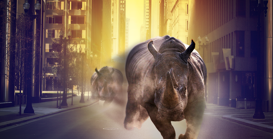 How Did Rhino7 Come to Be? - Rhino7.com